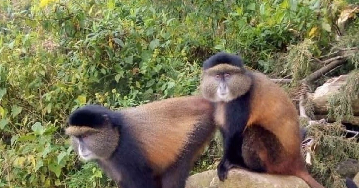 4 days Rwanda golden monkeys and gorillas - Gentle Nature Tours